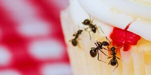 Bekämpningsmetoder för att få bort myror utomhus - [Guide]